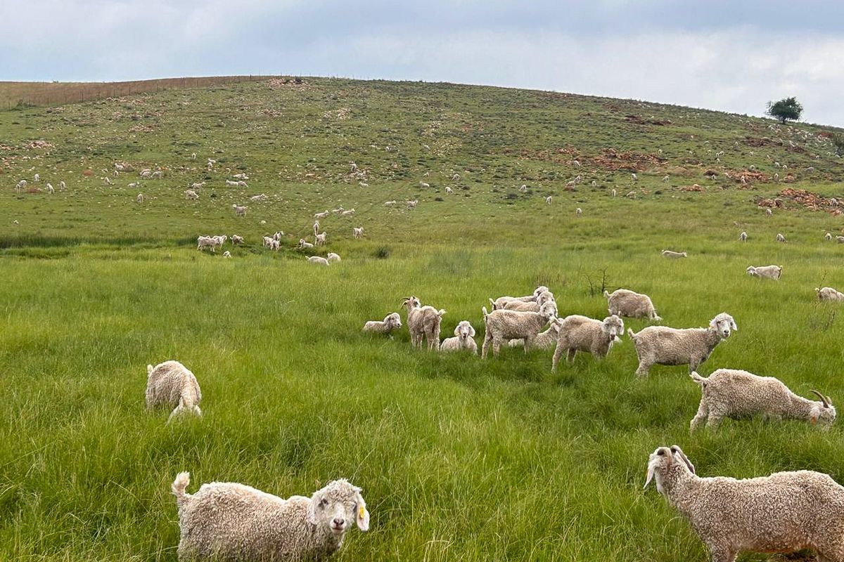 188ha Farm For Sale in Potchefstroom Rural | MyProperty Africa